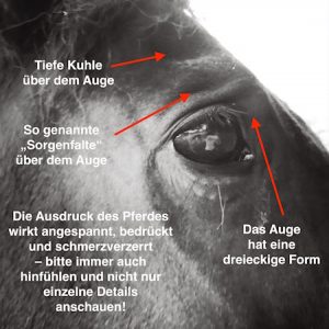 Wege zum Pferd » Anatomie und Körper